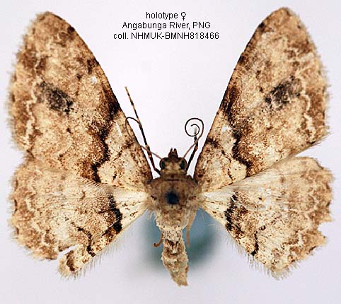 Papua Insects Foundation (Lepidoptera/Geometridae(Ennominae ...